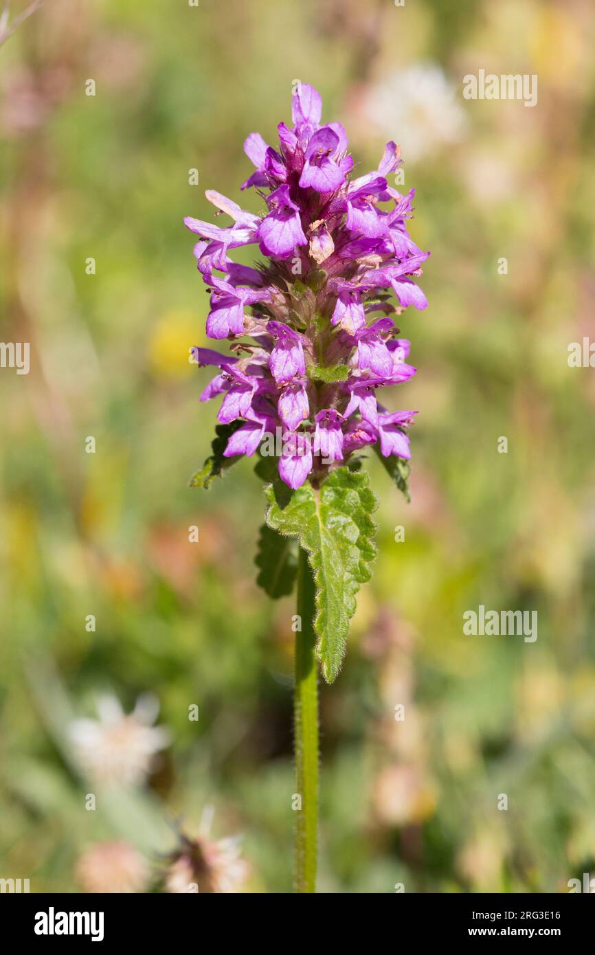 Betony stachys officinalis hi-res stock photography and images - Alamy
