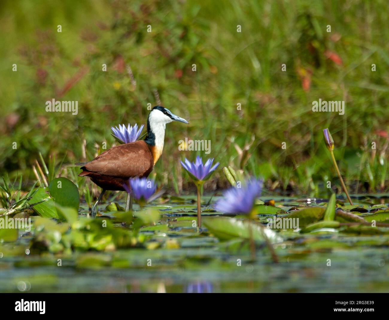African Jacana (Actophilornis africanus) with Lilly in Mabamba Swamp ...