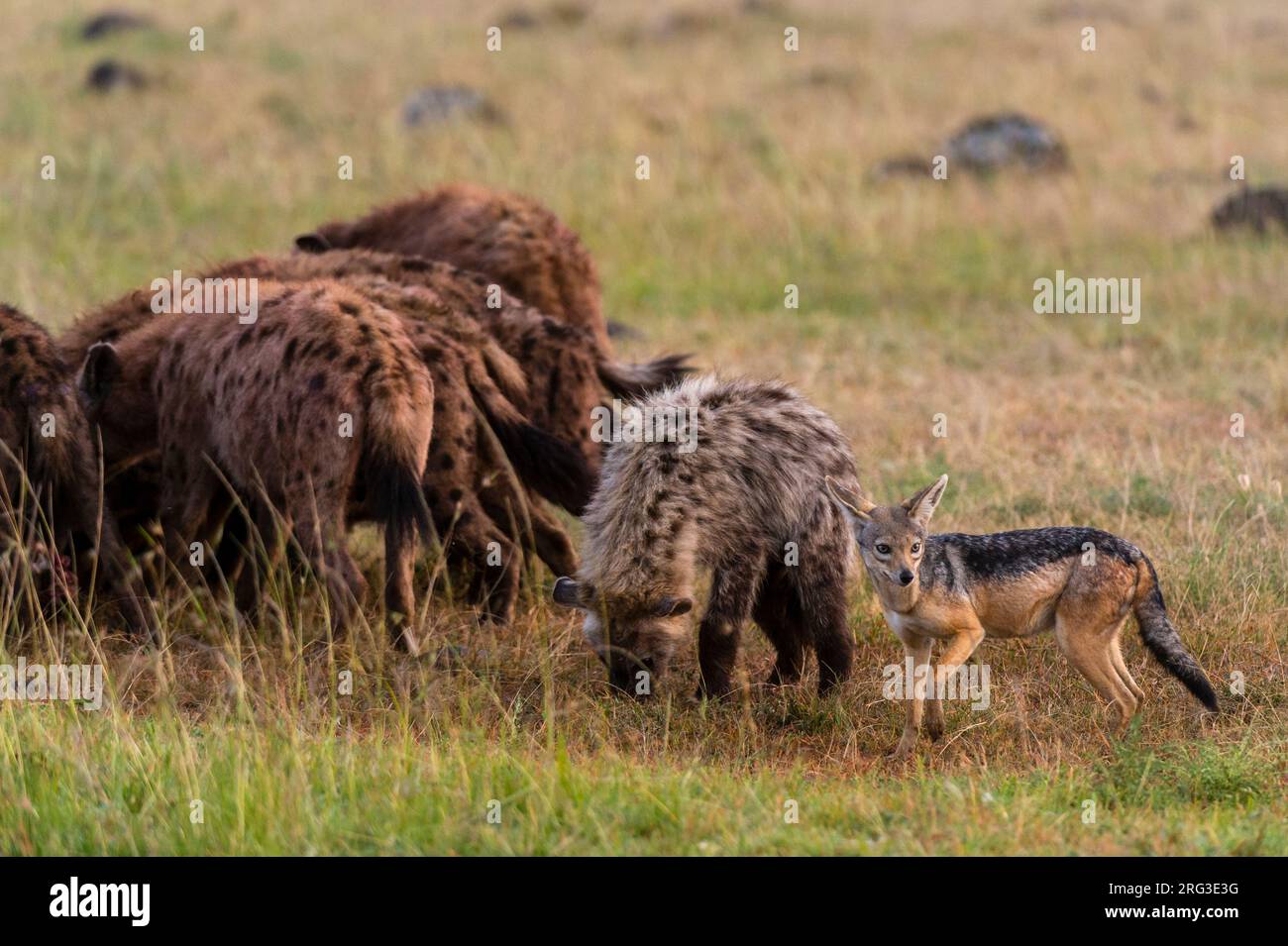 A black backed jackal waiting to steal a piece of meat as spotted ...