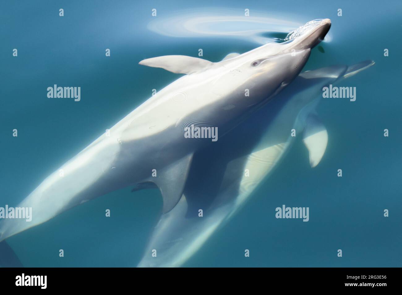 Common dolphin (Delphinus delphis) near the surface, socializing and ...