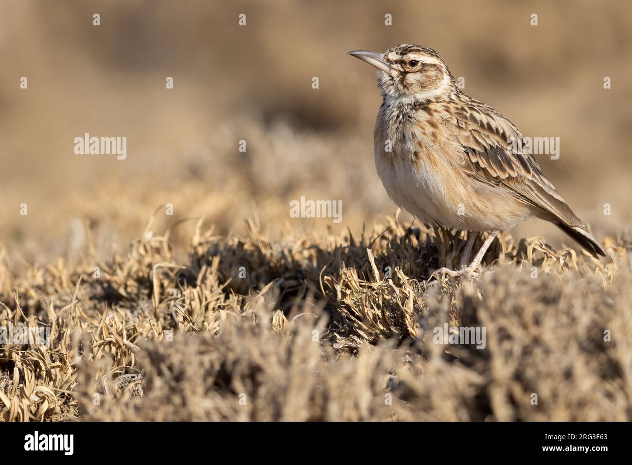 Short-tailed Lark (Spizocorys fremantlii) in Tanzania Stock Photo - Alamy