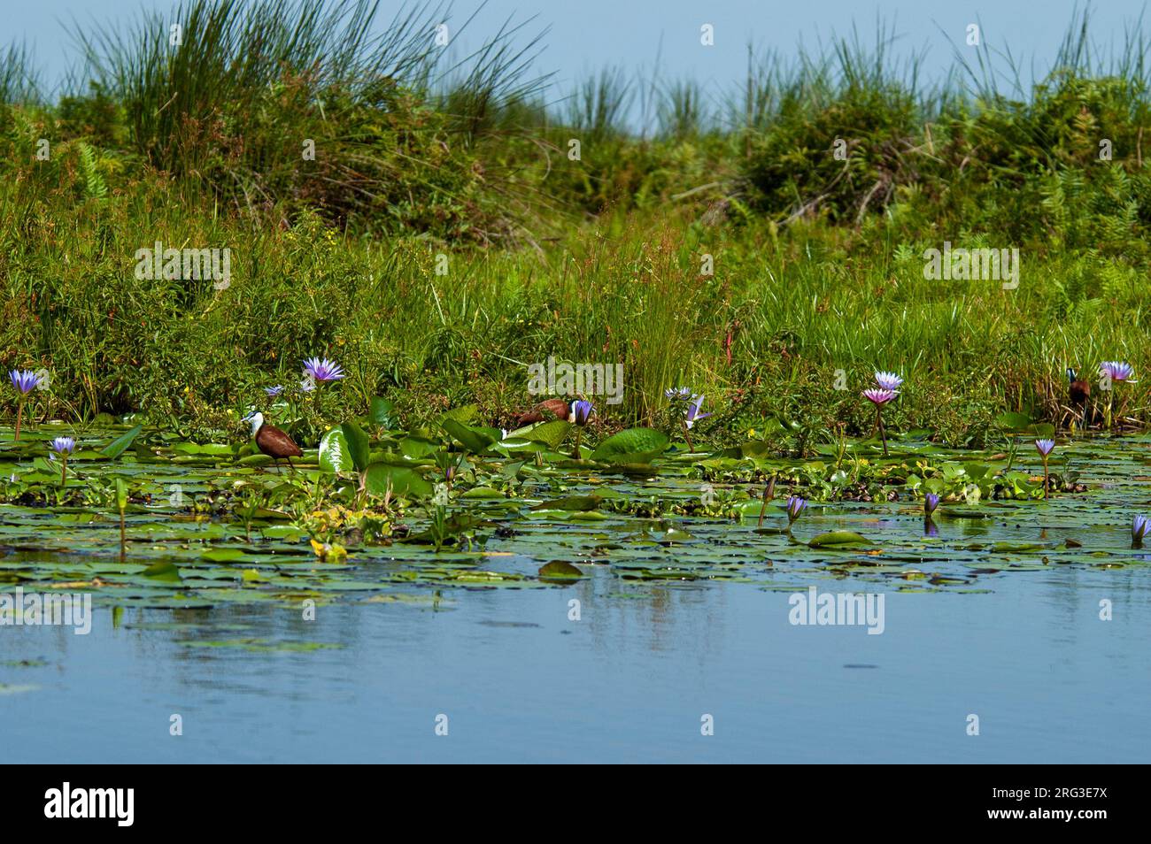 African Jacana (Actophilornis africanus) with Lilly in Mabamba Swamp ...