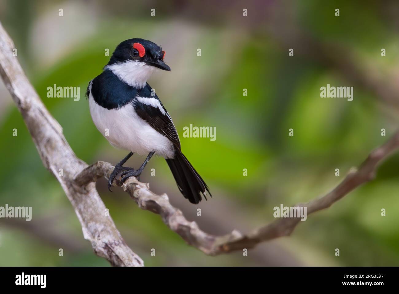 Brown-throated Wattle-eye (Platysteira cyanea) perched on a branch in a ...