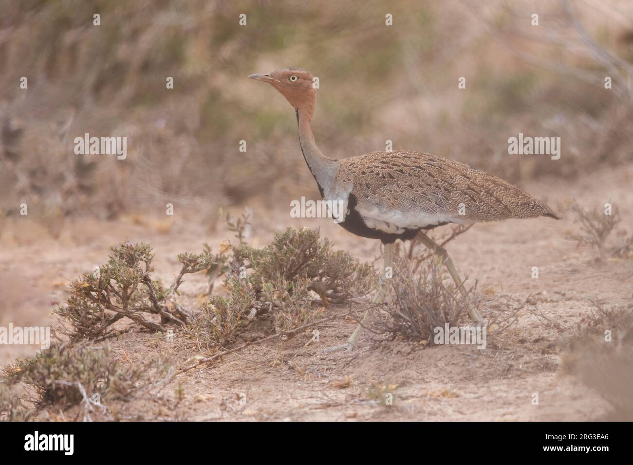 Buff crested bustard hi-res stock photography and images - Alamy