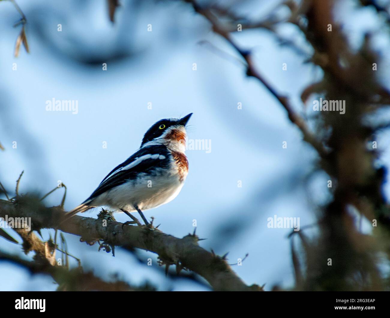 Chinspot batis (Batis molitor) male perched in a tree Stock Photo - Alamy