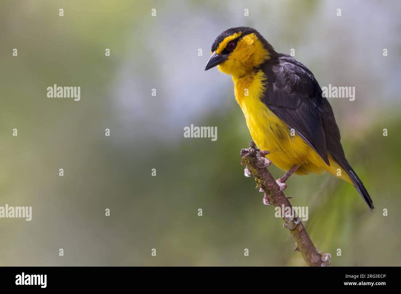 Black-necked Weaver (Ploceus nigricollis) male in Tanzania Stock Photo ...