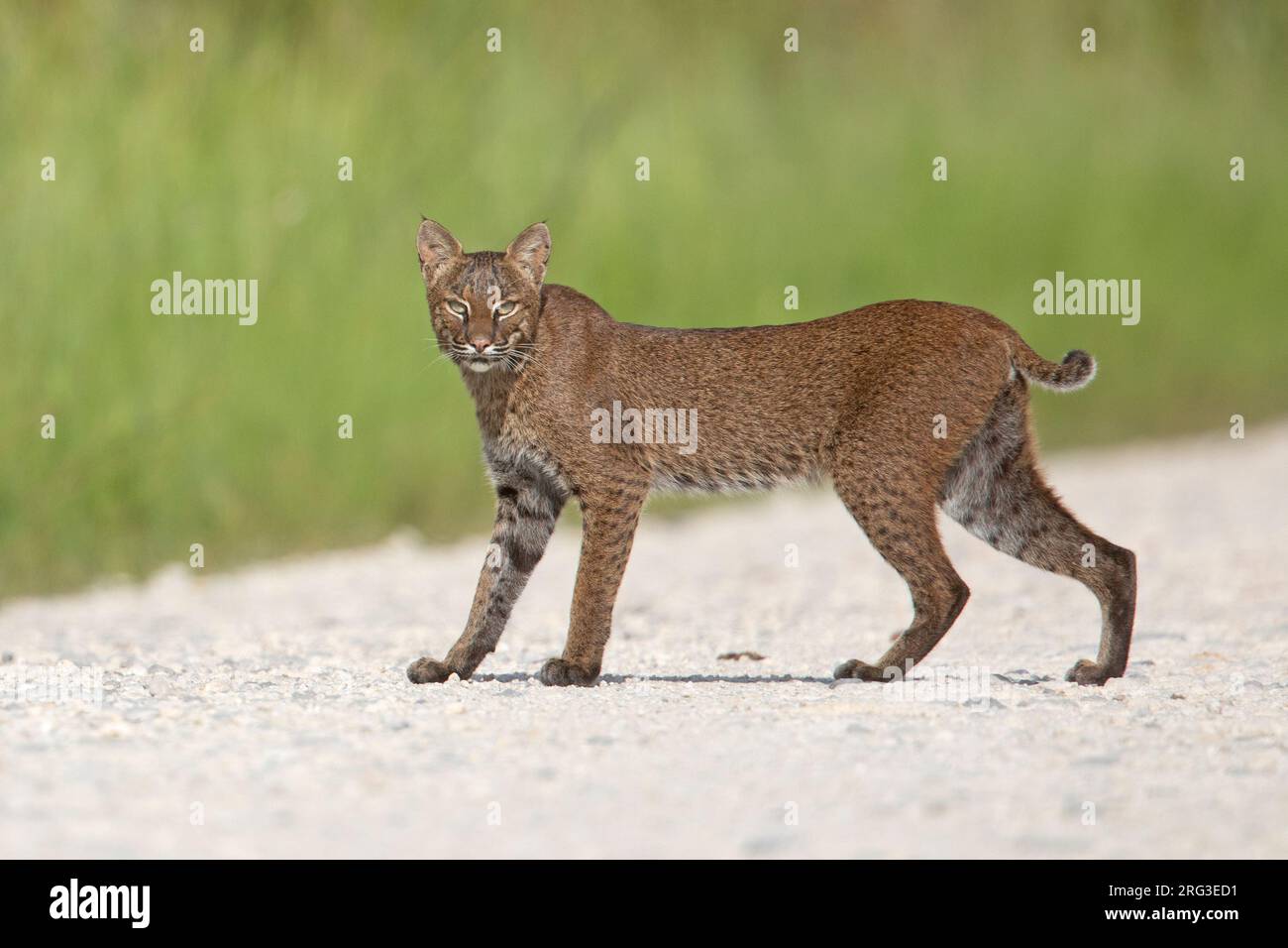 Bobcat () at Merrit Island, Florida Stock Photo - Alamy