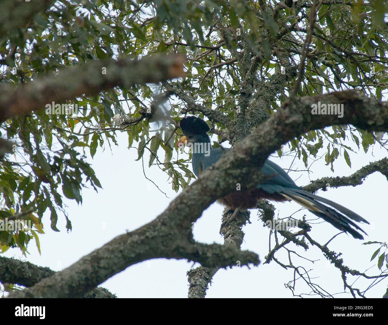 Great blue turaco corythaeola cristata hi-res stock photography and ...