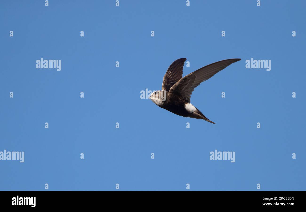 Hybrid Little x White-rumped Swift (Apus affinis x caffer) in flight at ...