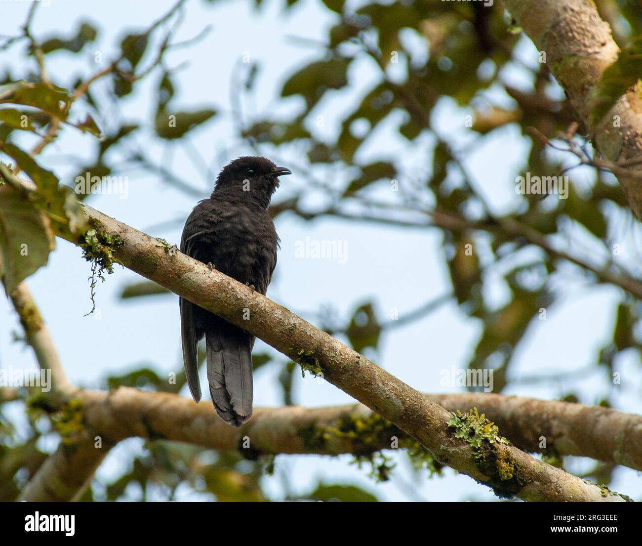 Bwindi birding hi-res stock photography and images - Alamy