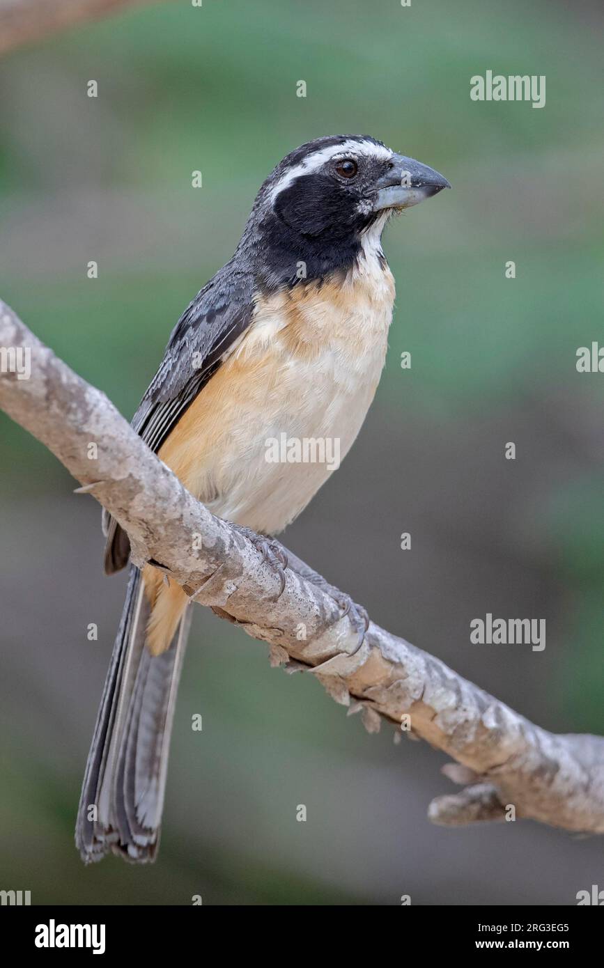 Saltator orenocensis hi-res stock photography and images - Alamy