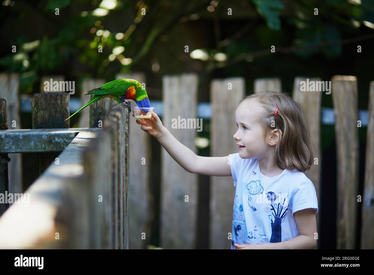 Adorable preschooler girl feeding parrot in zoo. Child visiting a zoo ...