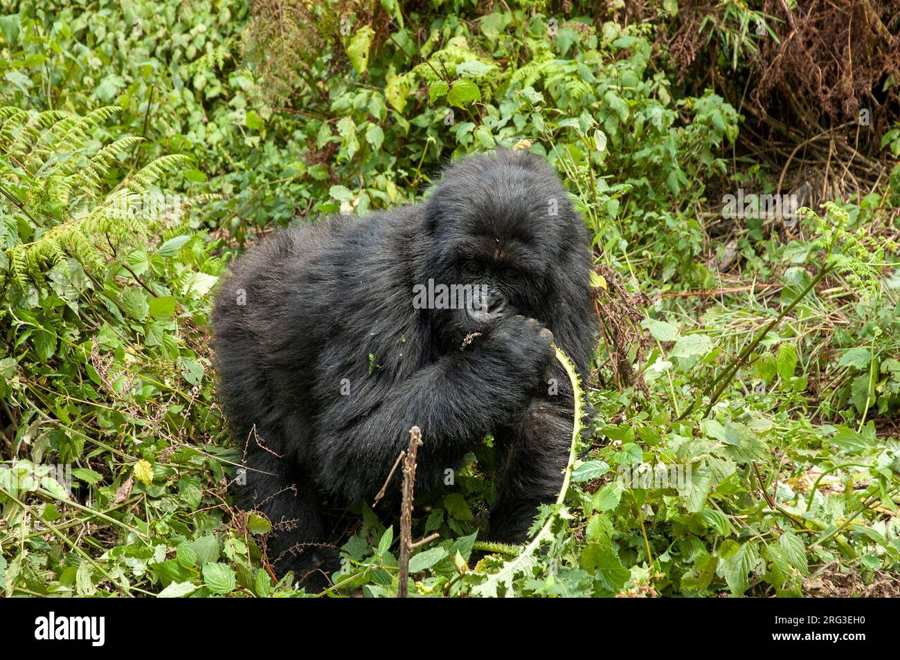 Mountain Gorilla (Gorilla beringei) eating roots in Virunga NP, Rwanda ...