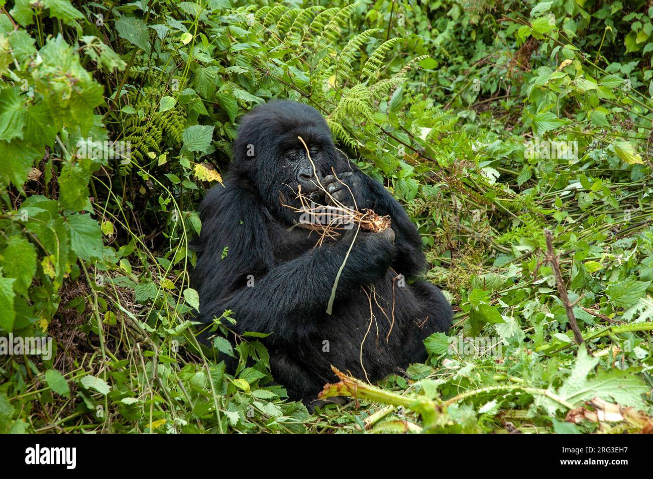 Mountain Gorilla (Gorilla beringei) eating roots in Virunga NP, Rwanda ...