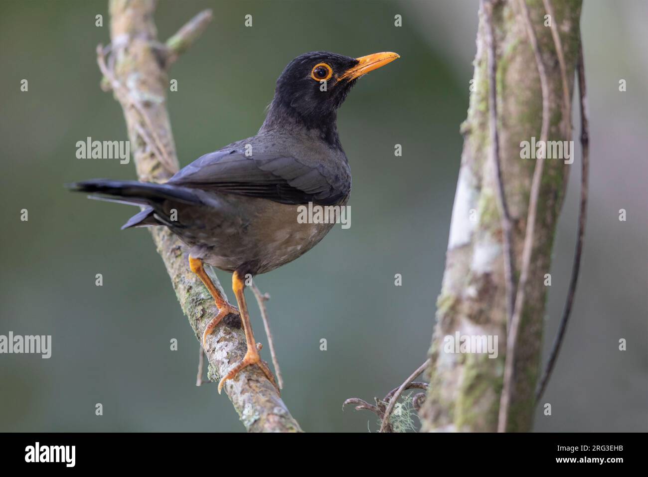 Yellow-legged Thrush (Turdus flavipes venezuelensis) at ProAves El ...