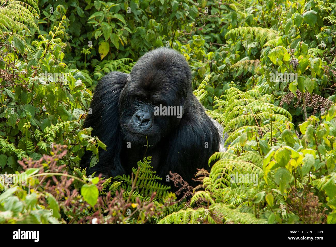 Mountain Gorilla (Gorilla beringei) male in Virunga NP, Rwanda Stock ...