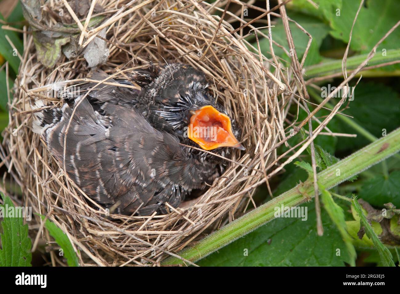 Common Cuckoo (Cuculus canorus) chick in Marsh Warbler nest at Zealand ...