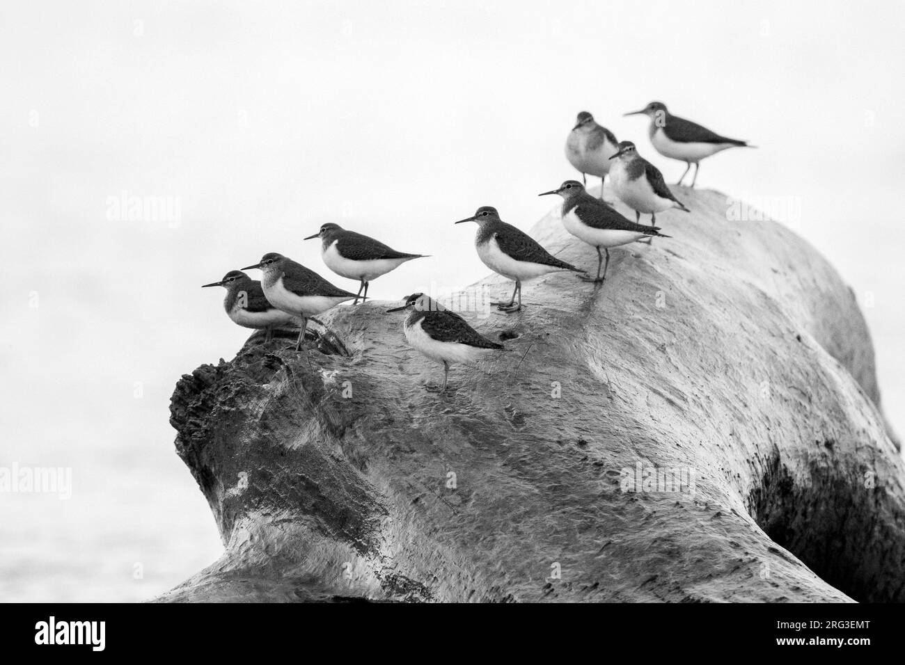 Common Sandpiper (Actitis hypoleucos), a flock resting on a dead trunk ...
