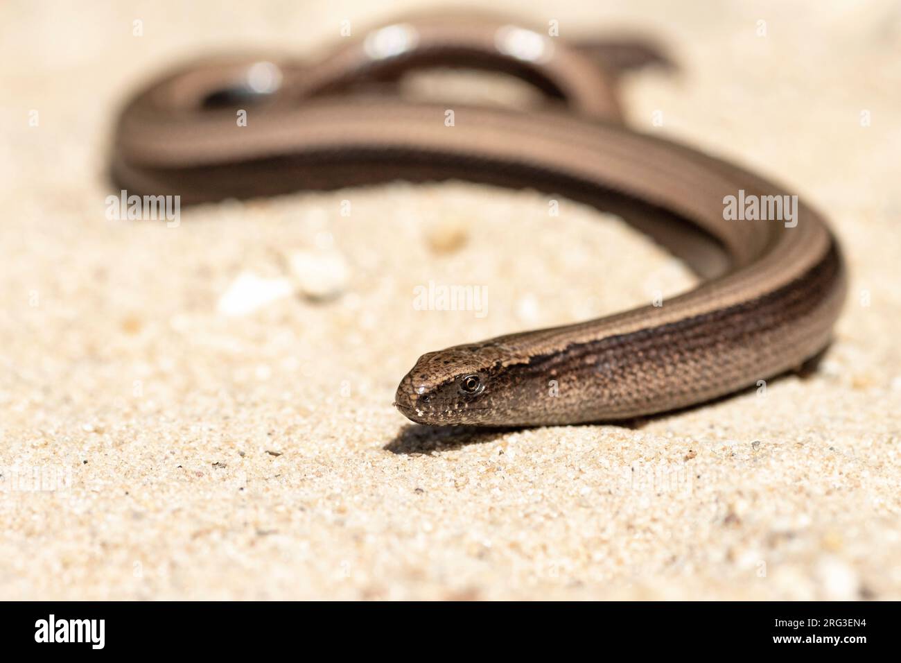 Slow Worm (Anguis fragilis) taken the 25/03/2022 at Avignon- France ...