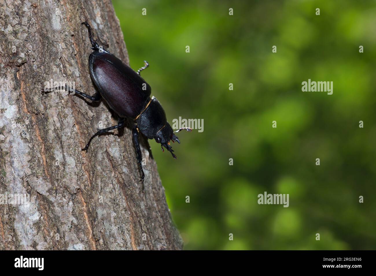Female stag beetle sitting on a tree Stock Photo - Alamy