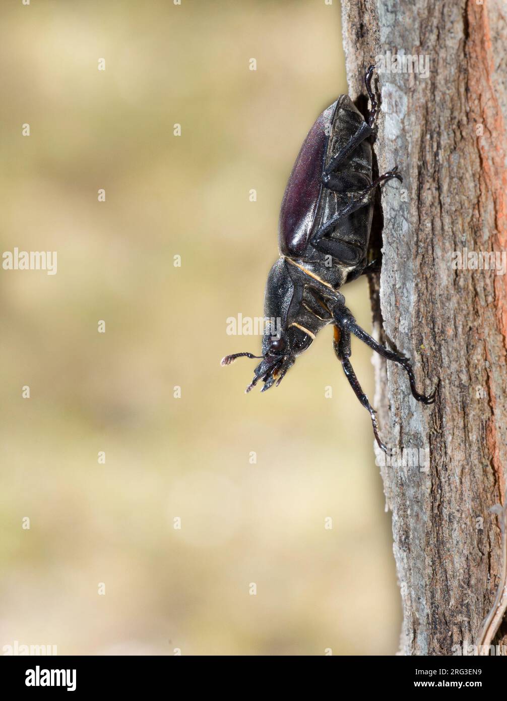 Female stag beetle sitting on a tree Stock Photo - Alamy
