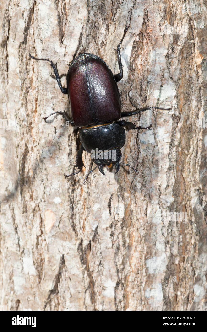 Female stag beetle sitting on a tree Stock Photo - Alamy