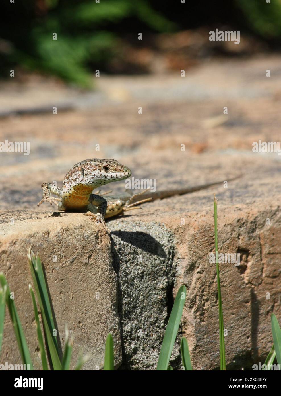 Green Iberian Wall Lizard (Podarcis virescens) on a brick floor, seen ...