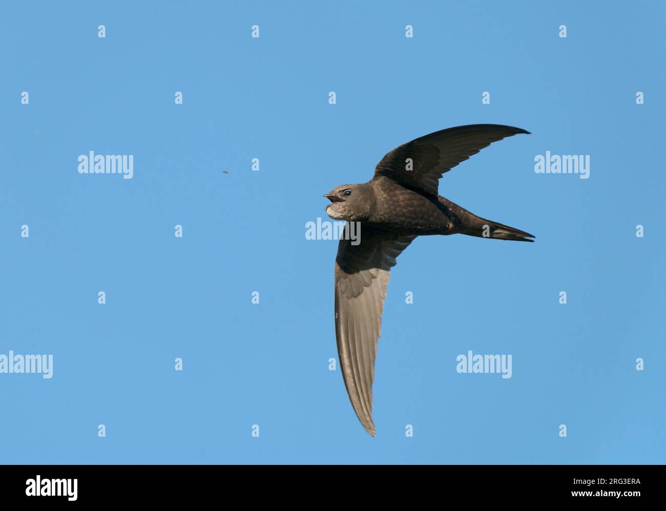 In flight feeding and hunting Common Swift (Apus apus) catching an ...