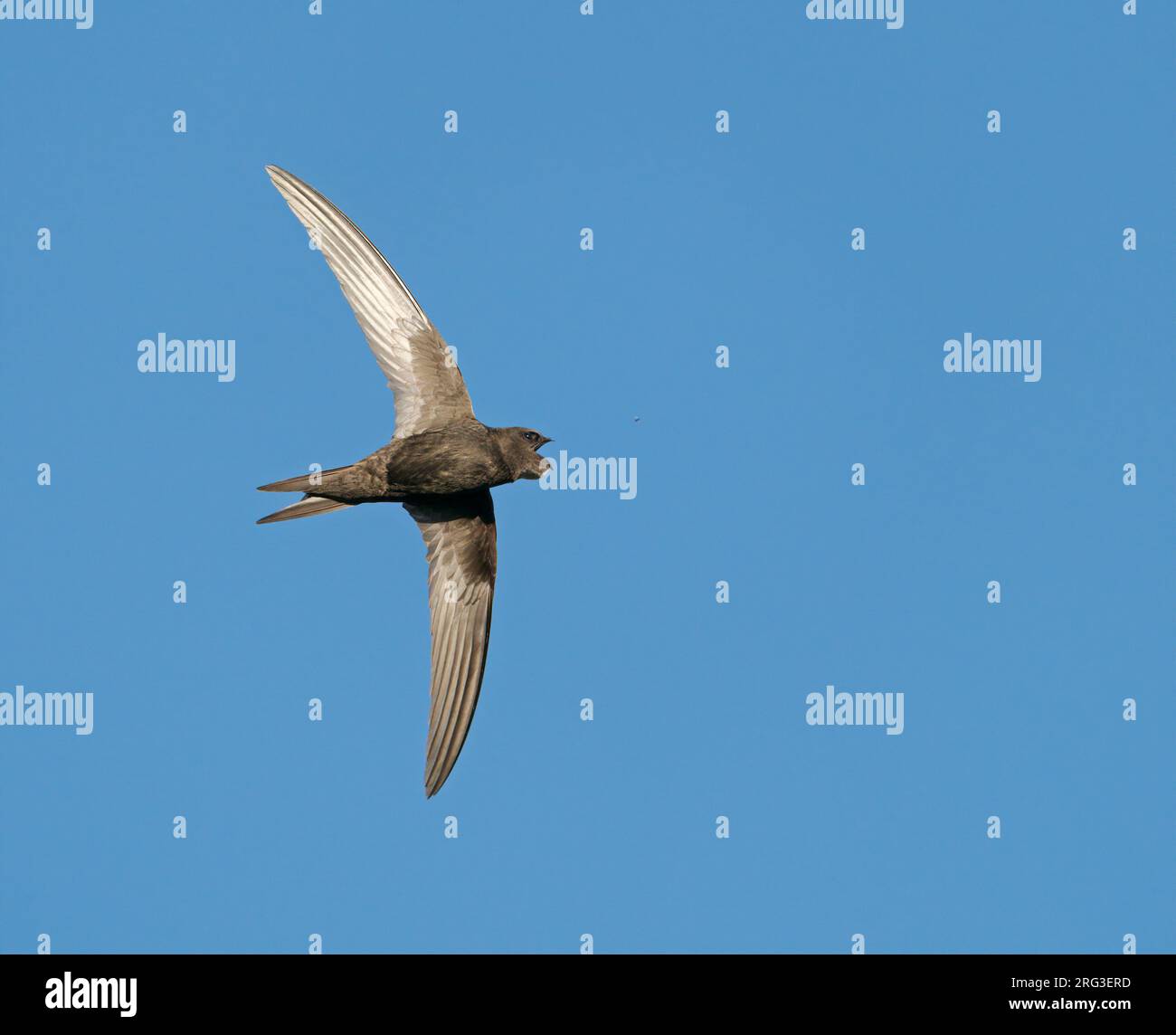 In flight feeding and hunting Common Swift (Apus apus) catching an ...