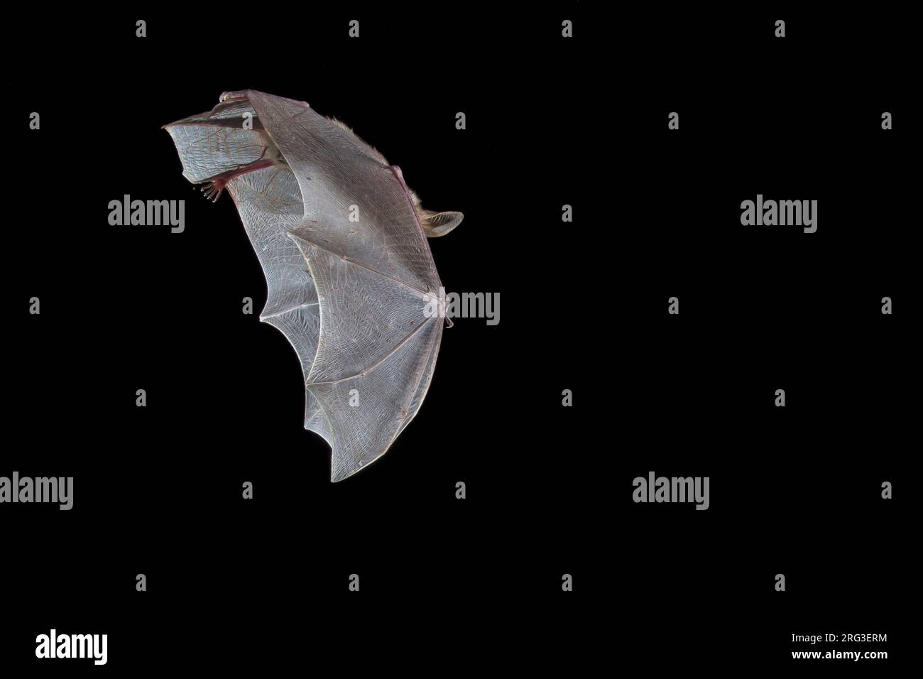 Greater Mouse-Eared Bat foraging Stock Photo - Alamy