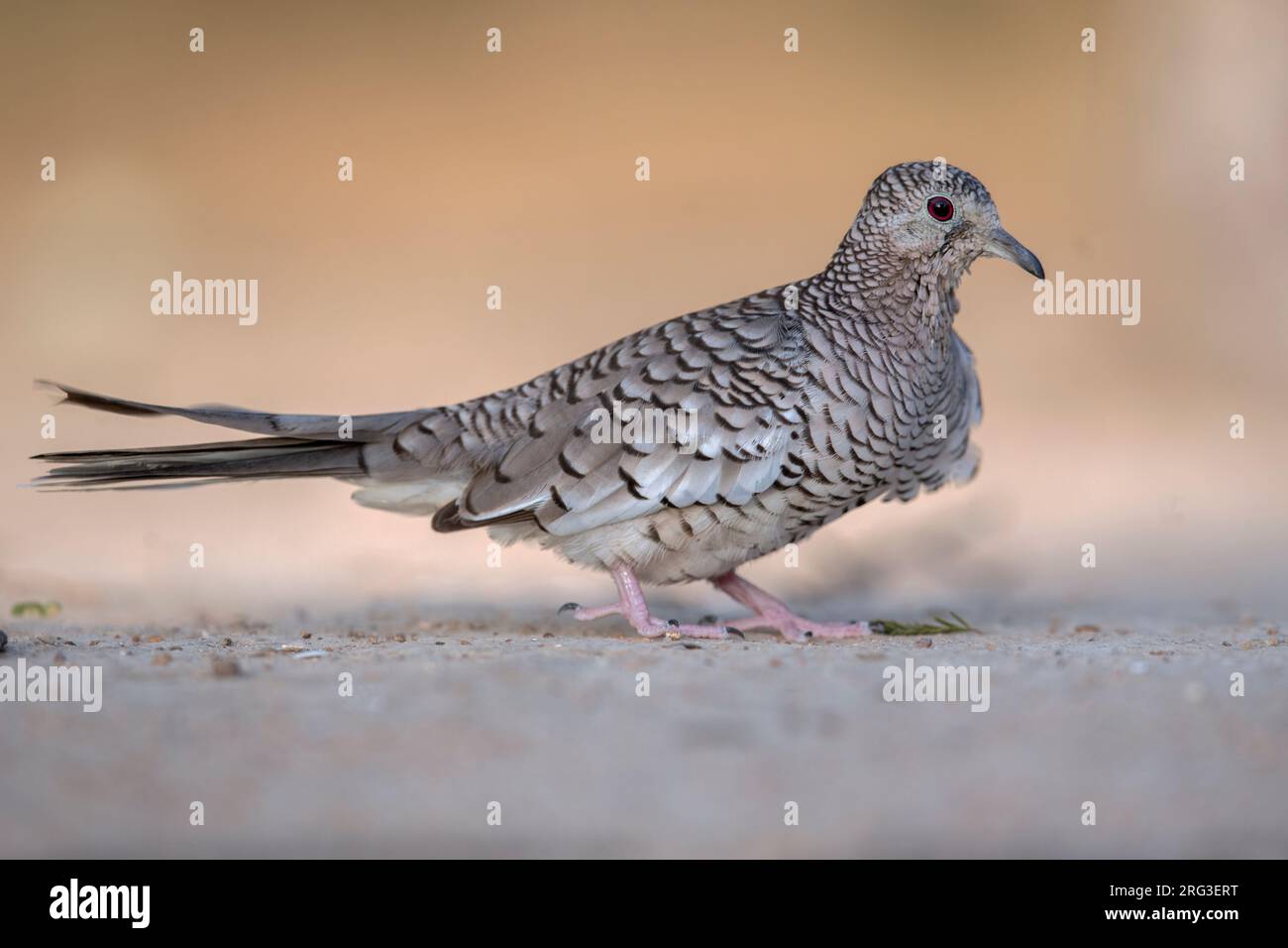 Scaled Dove (Columbina squammata) at Los Flamencos Wildlife Sanctuary ...
