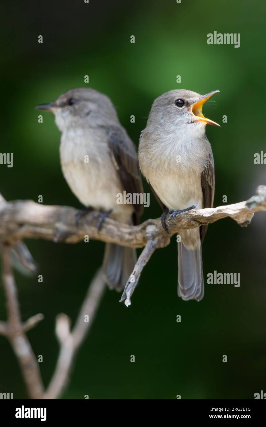 Swamp Flycatcher (Muscicapa aquatica) singing on a branch in a ...