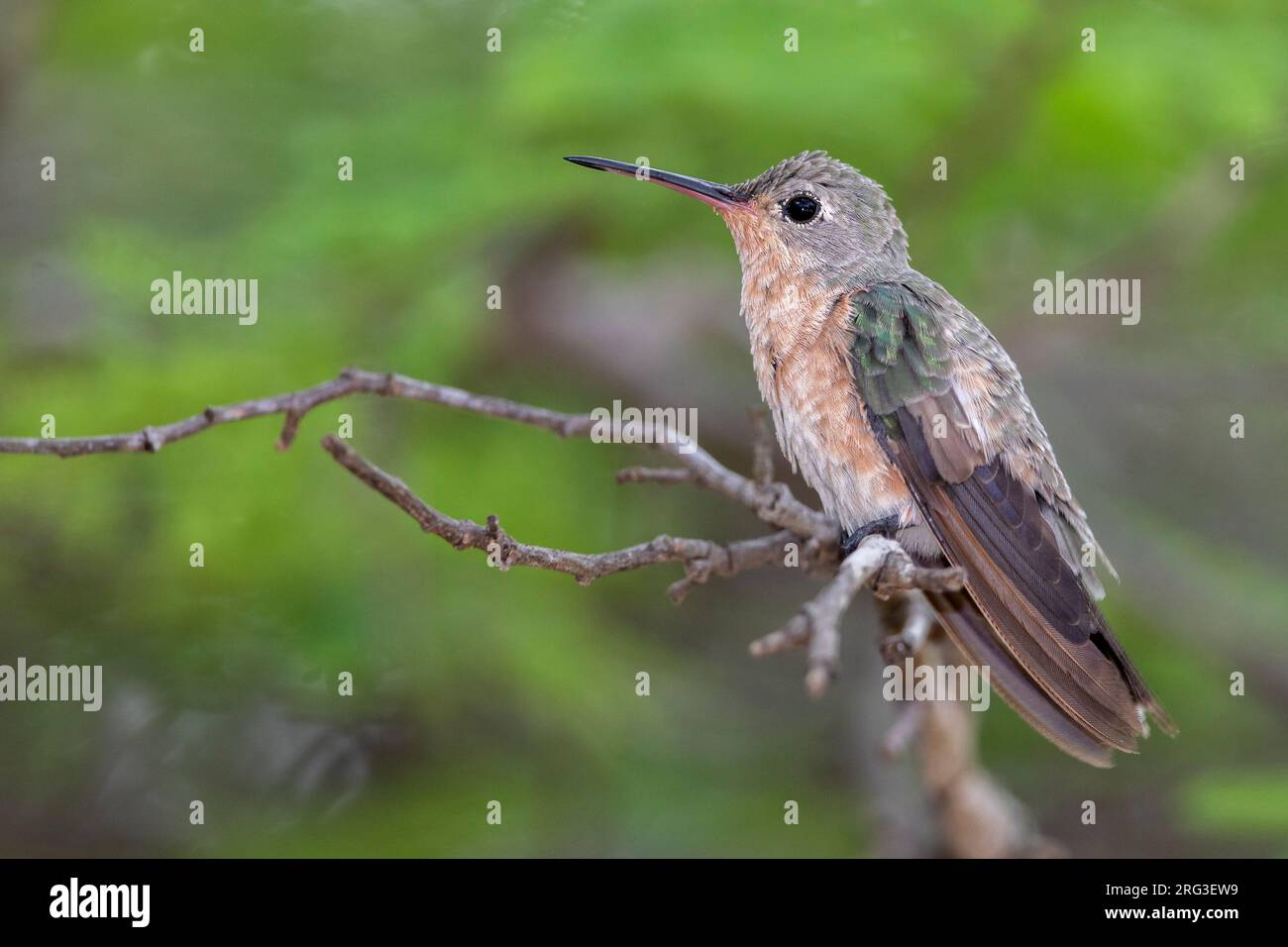 Buffy Hummingbird (Leucippus fallax) at Los Flamencos Wildlife ...