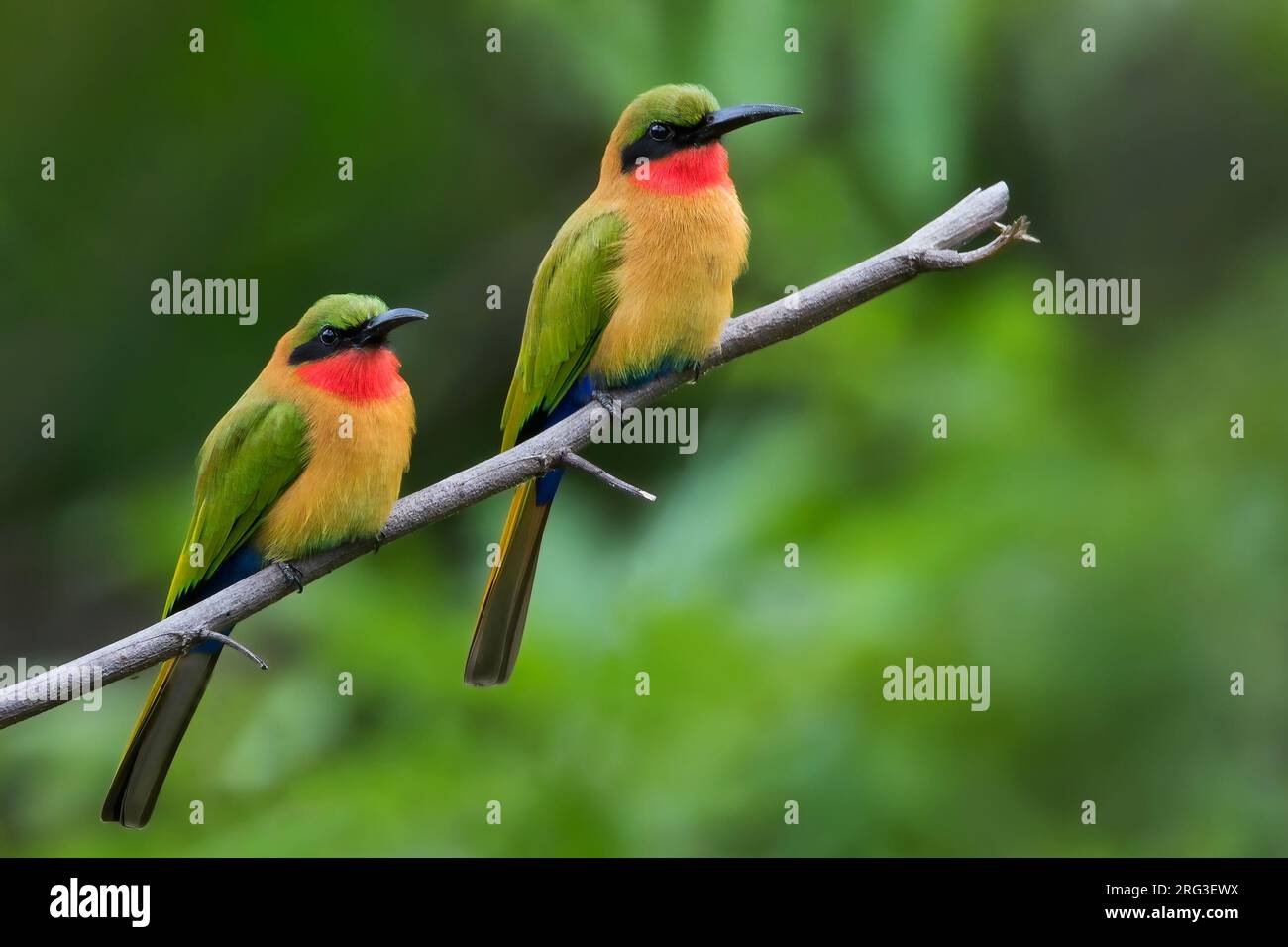 Red-throated Bee-eater (Merops bulocki) perched on a branch in a ...