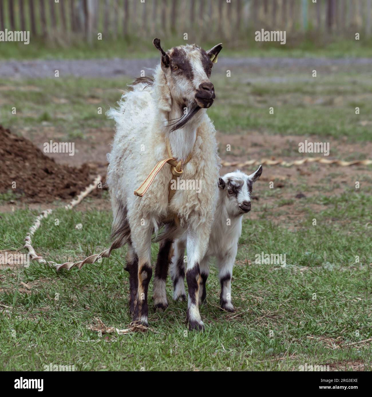 Portrait of a white rustic domestic goat with a kid on the lawn in the ...