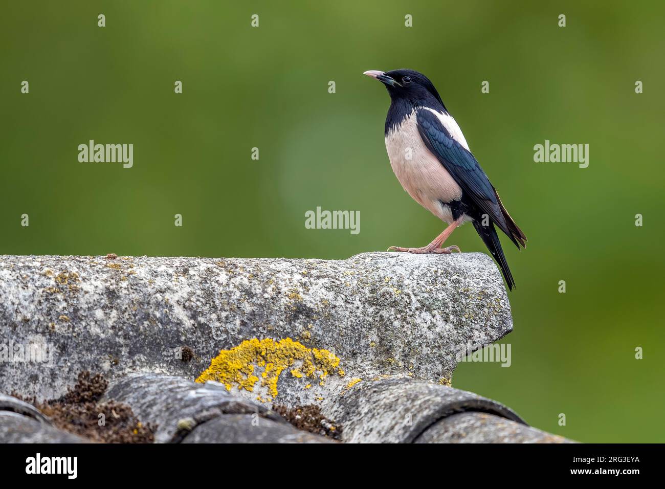 Adult male Rosy Starling (Sturnus roseus) aka Rose-coloured Starling ...