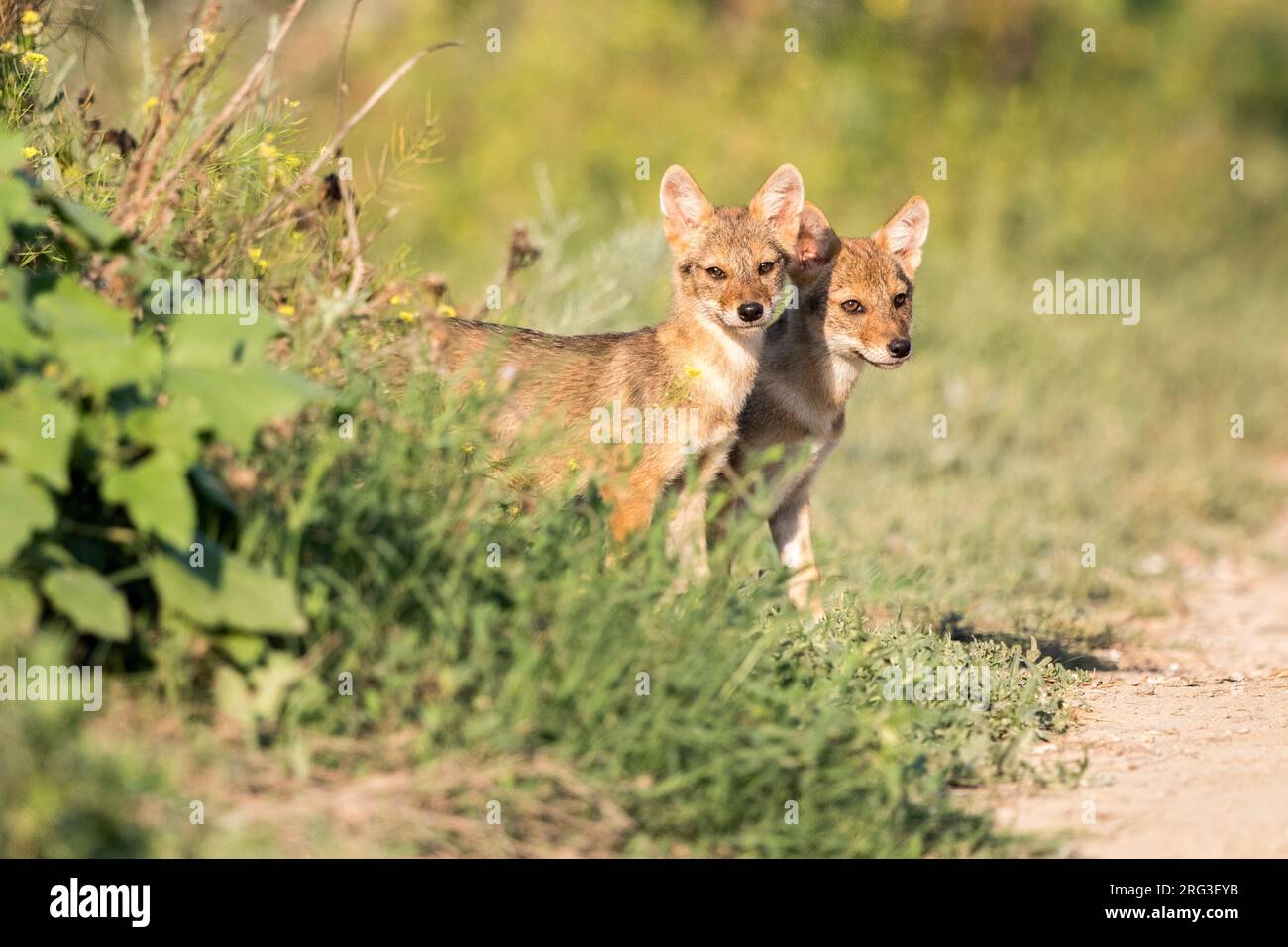 Eurasian Golden Jackal (Canis aureus moreoticus) in the Danube delta in Romania Stock Photo - Alamy