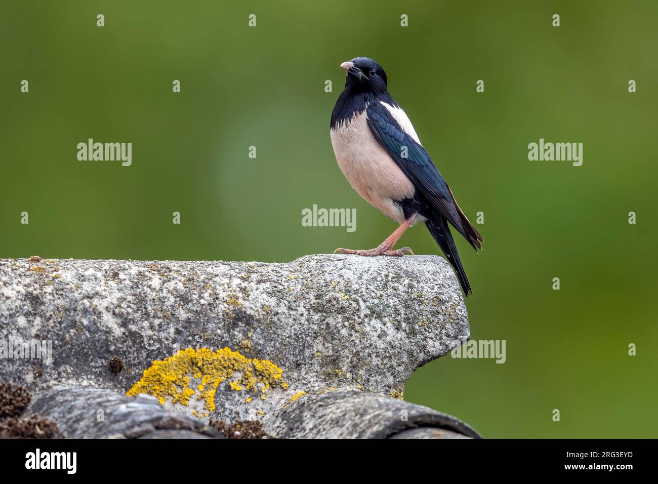 Adult male Rosy Starling (Sturnus roseus) aka Rose-coloured Starling ...