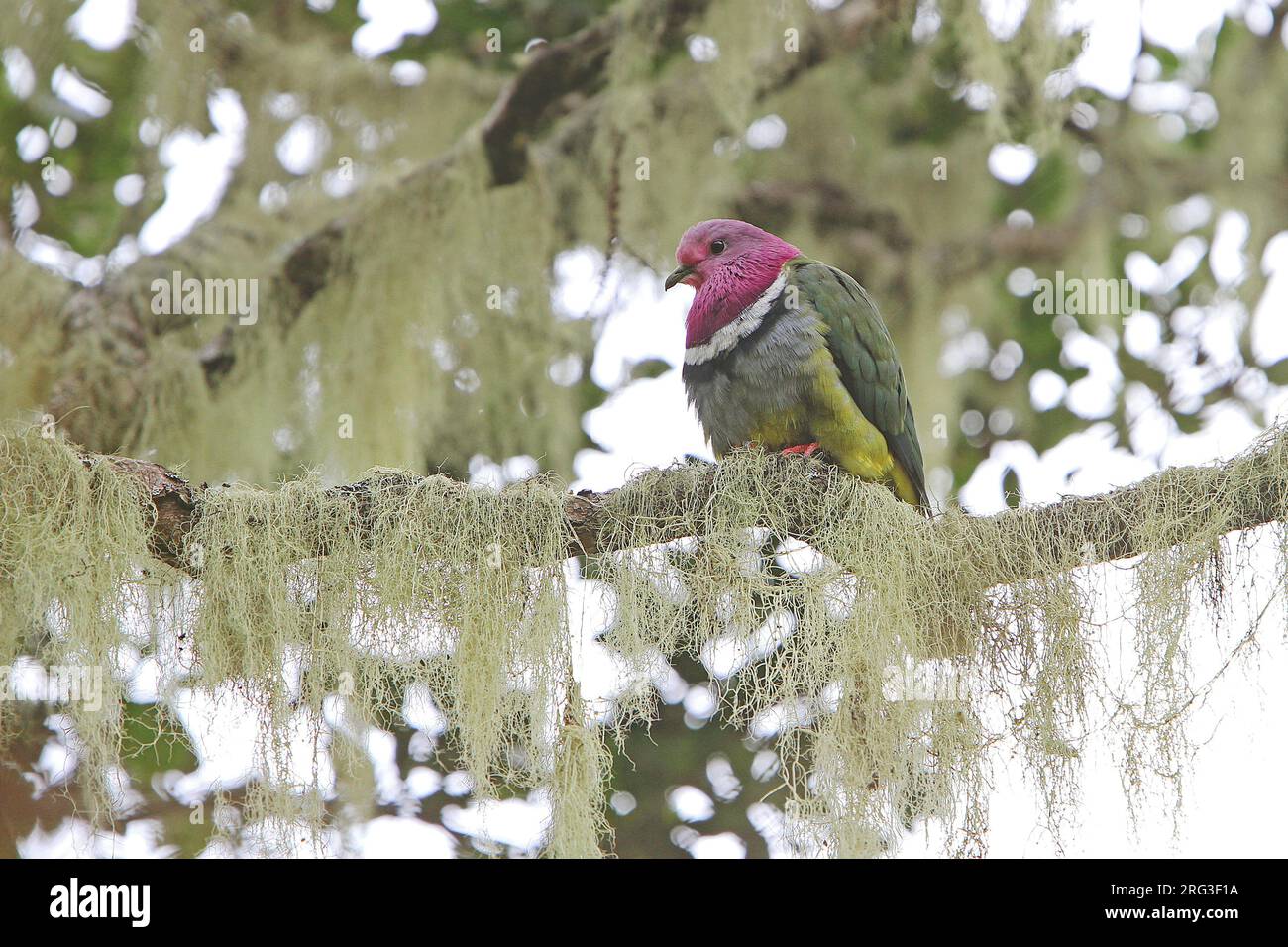 Pink-headed fruit dove (Ptilinopus porphyreus) on Sumatra. Also known ...