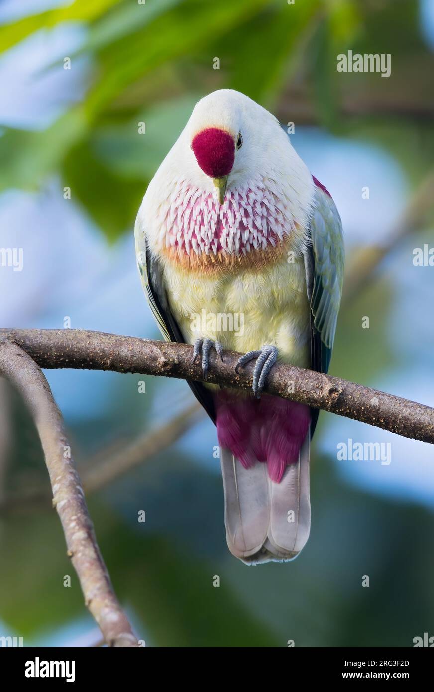 Many-coloured Fruit-dove (Ptilinopus perousii mariae) on Fiji in the ...