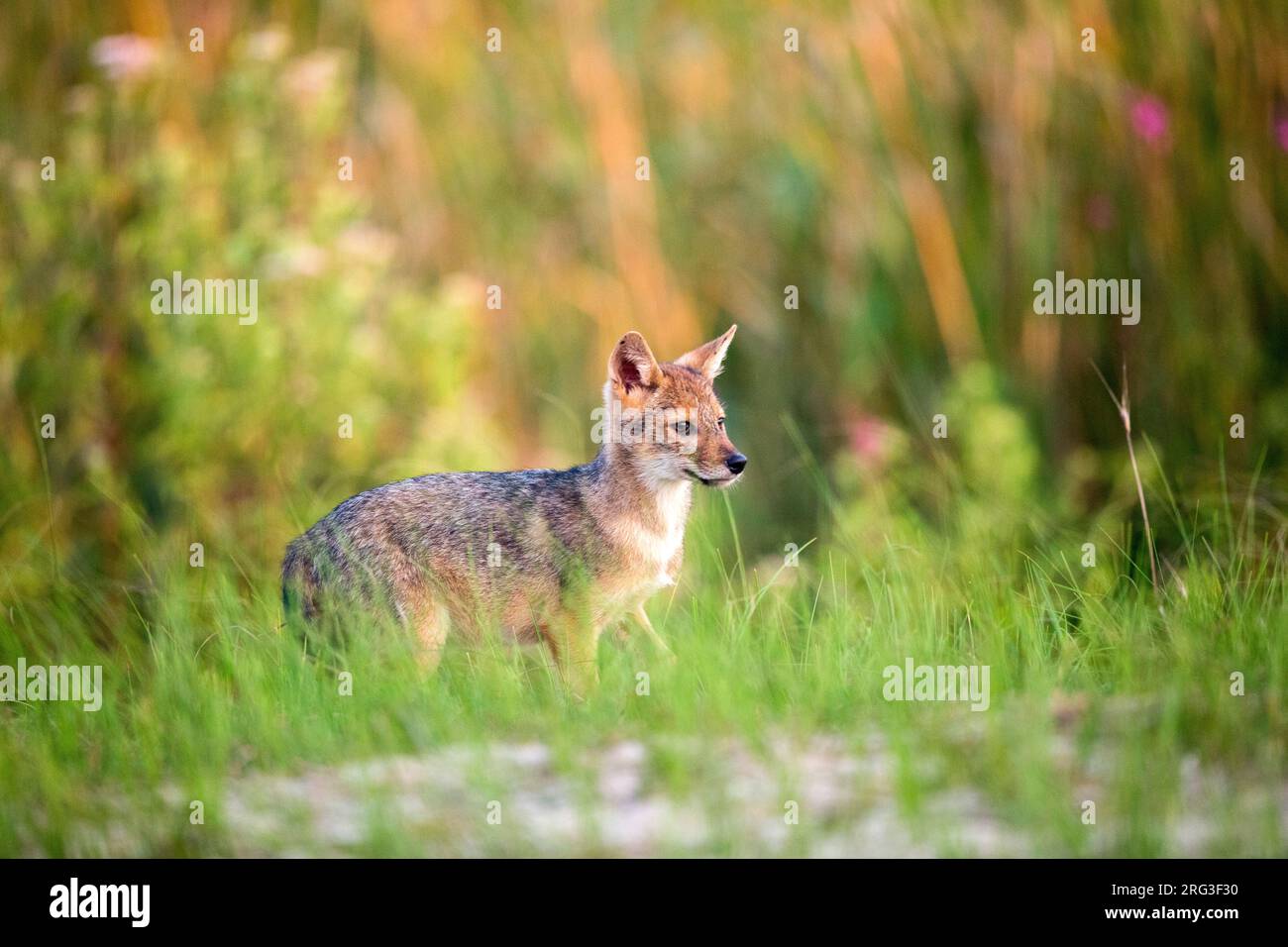 Eurasian golden jackal hi-res stock photography and images - Alamy