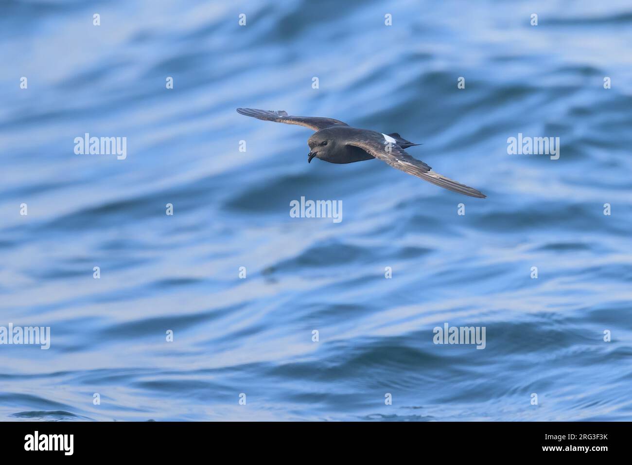 European storm-petrel (Hydrobates pelagicus), in flight, with the sea ...