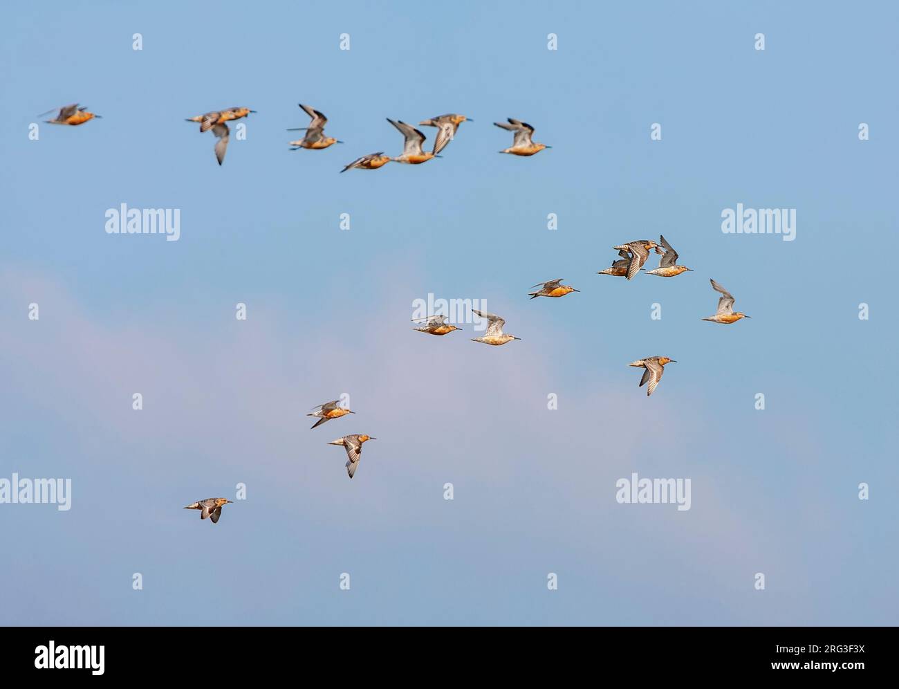 Red Knot (Calidris canutus) in the Netherlands. Flock of knots in ...
