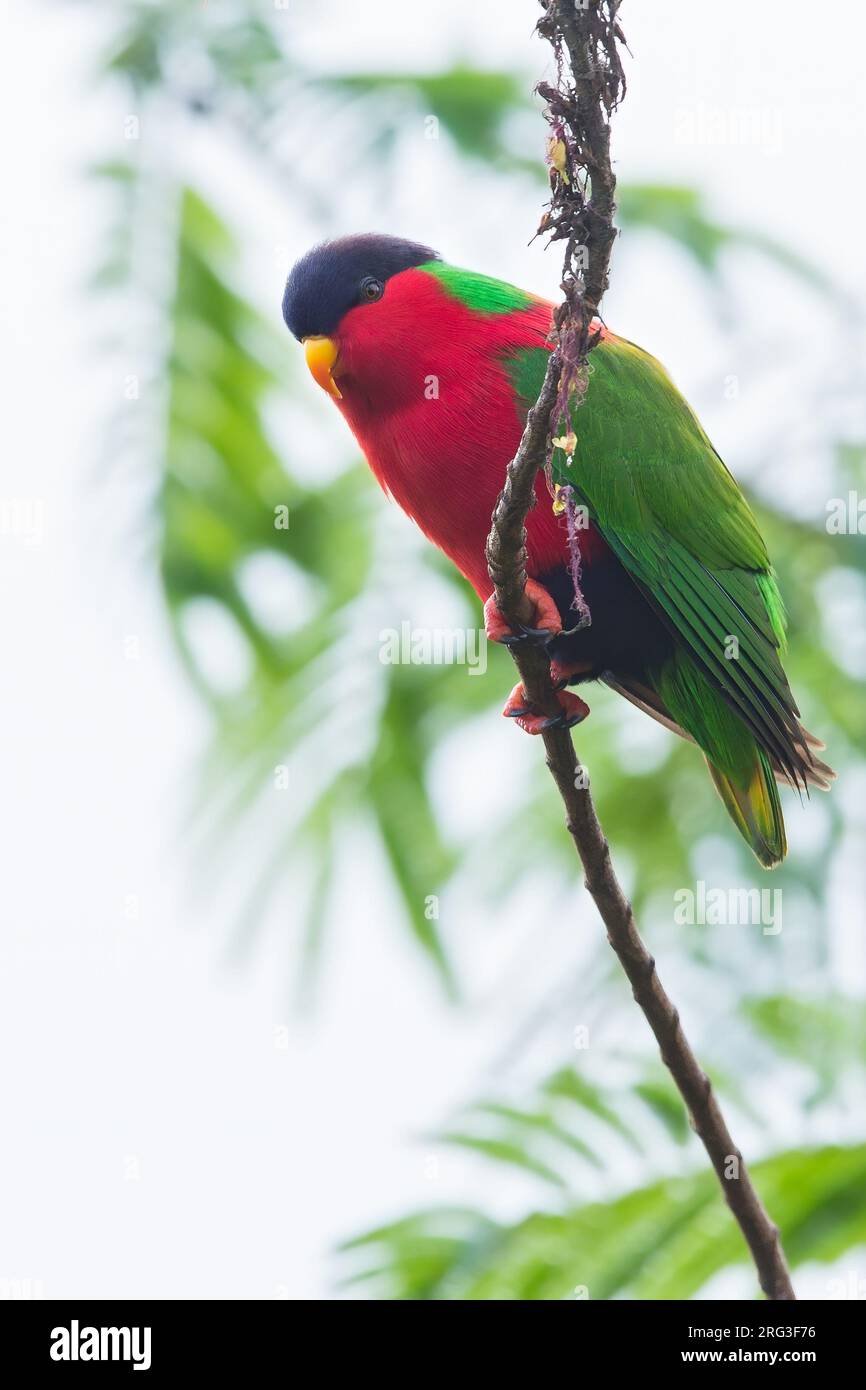 Vini solitaria hi-res stock photography and images - Alamy