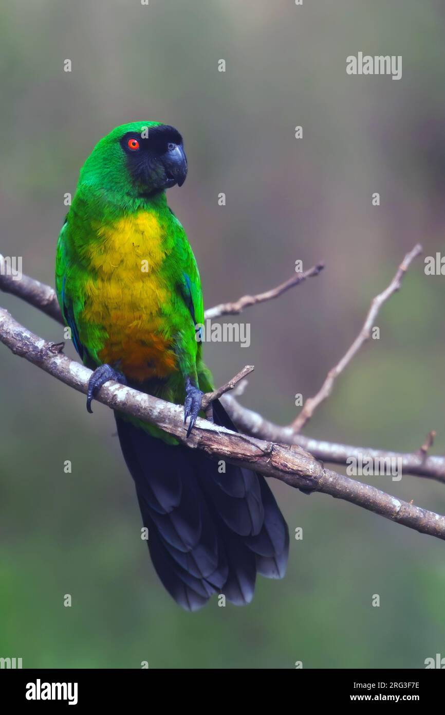 Fiji island bird hi-res stock photography and images - Alamy