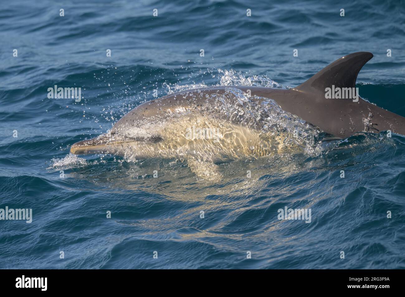 Common dolphin (Delphinus delphis) appearing on the surface, with the ...