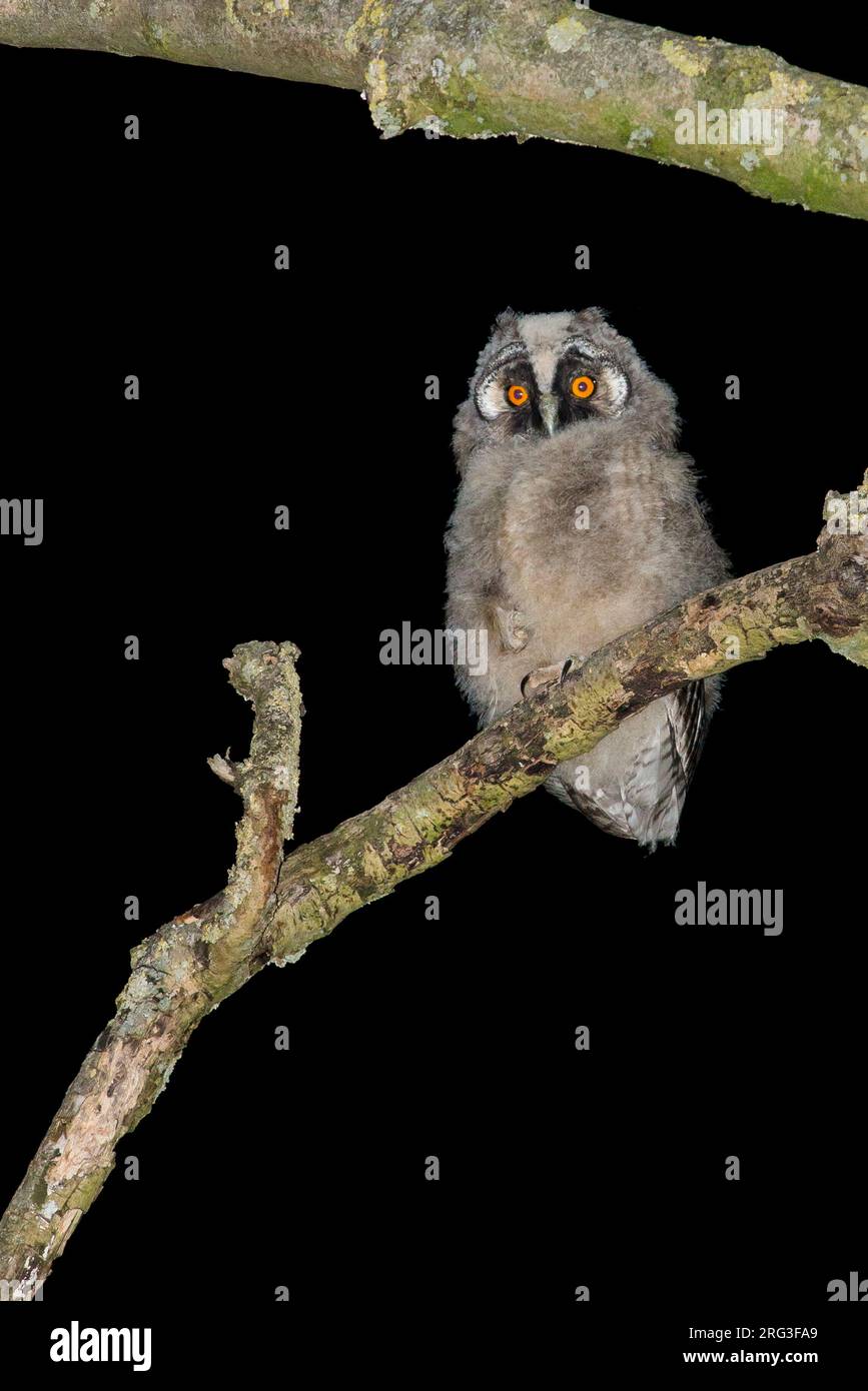 Juvenile long eared owl hi-res stock photography and images - Alamy
