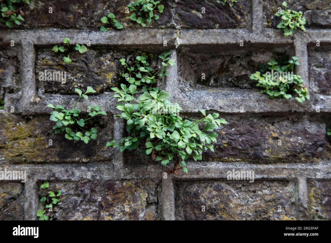 Wall-rue, Asplenium ruta-muraria Stock Photo - Alamy