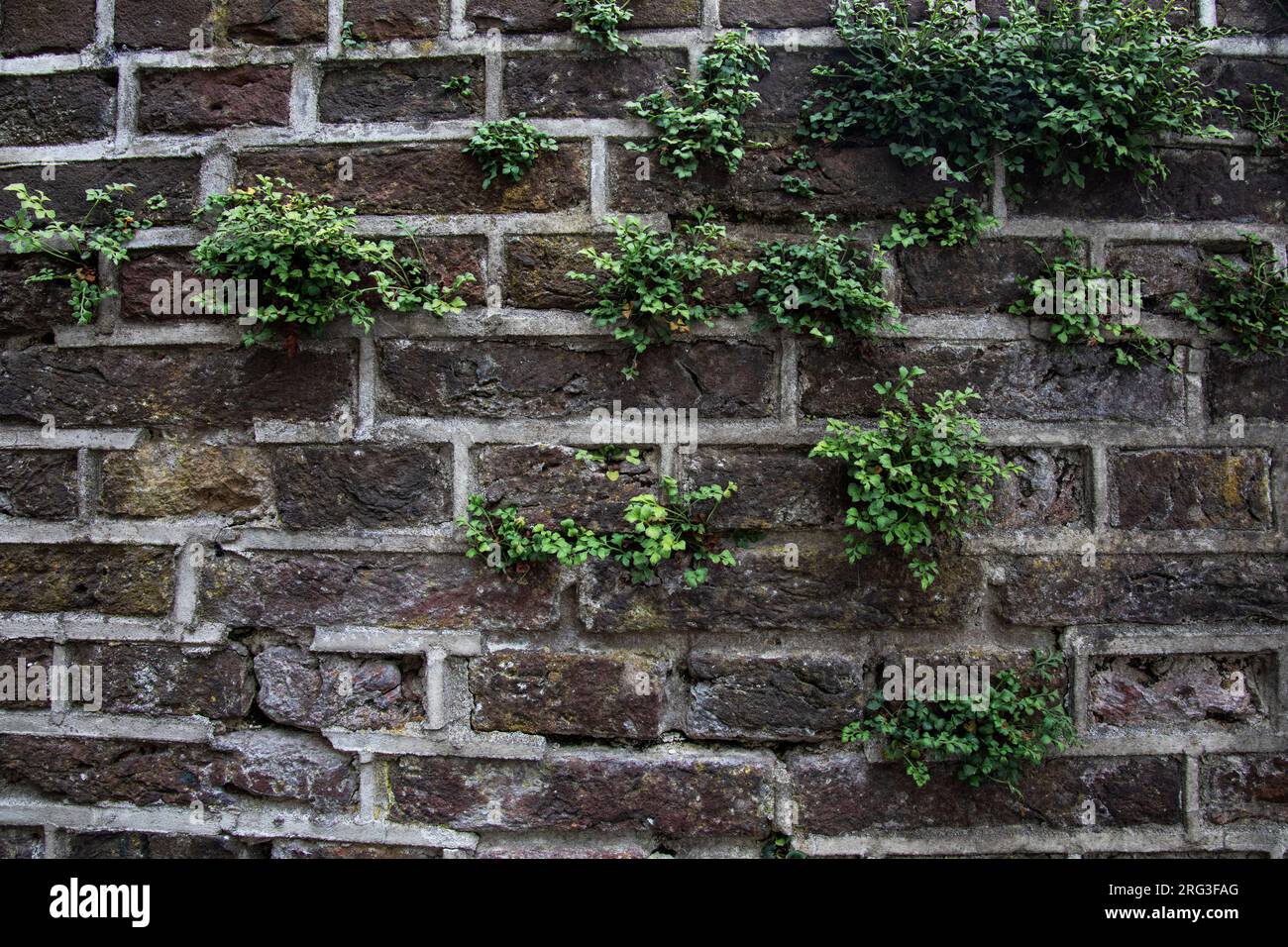 Wall-rue, Asplenium ruta-muraria Stock Photo - Alamy