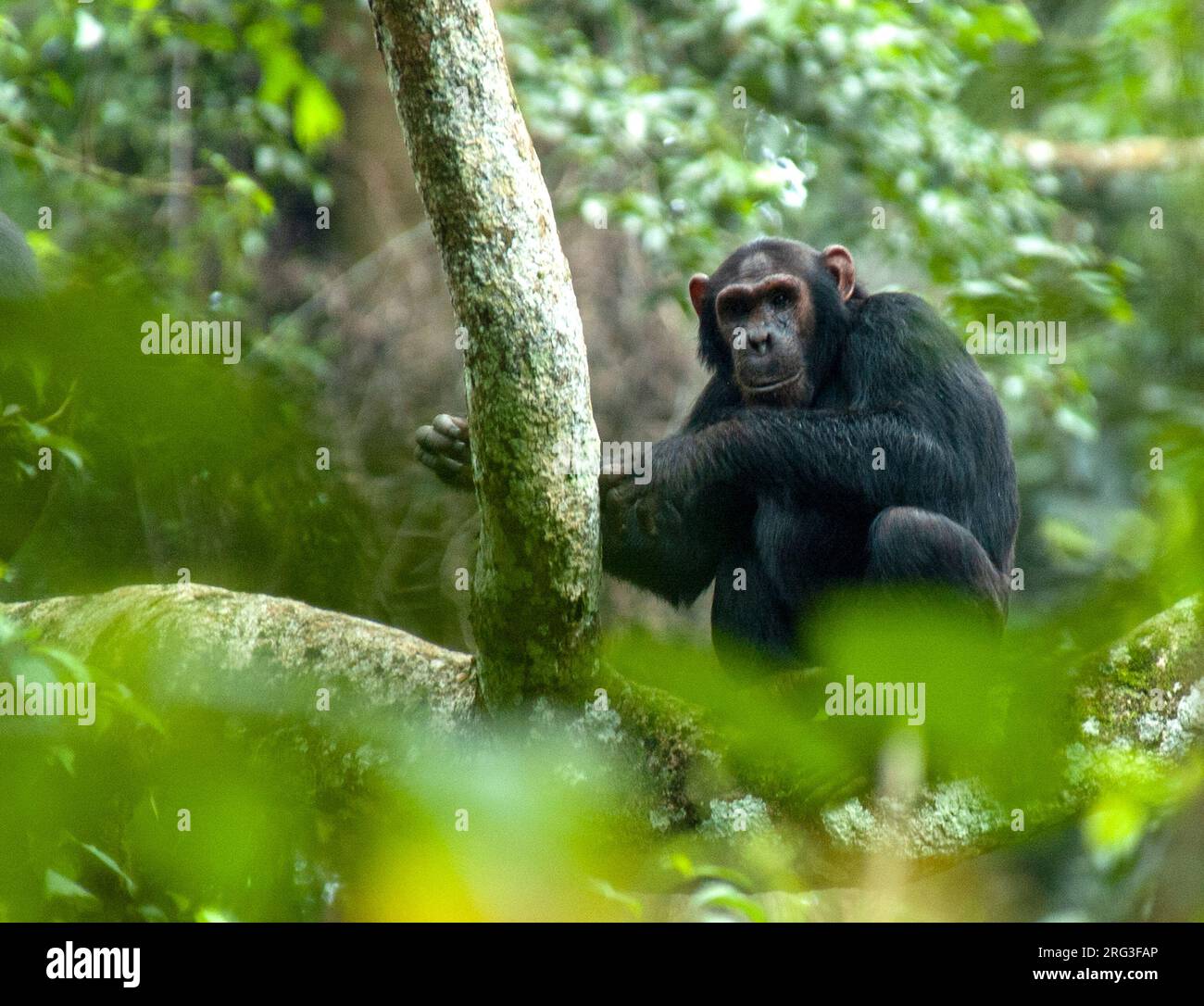 Chimpanzee (Pan troglodytes) in a tree in Budongo (Uganda Stock Photo ...